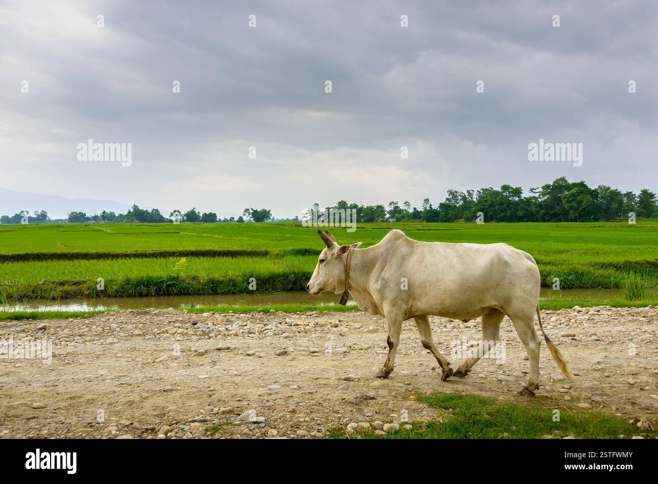 Cow walking on a trail, rice paddy fields in the background, in Terai ...