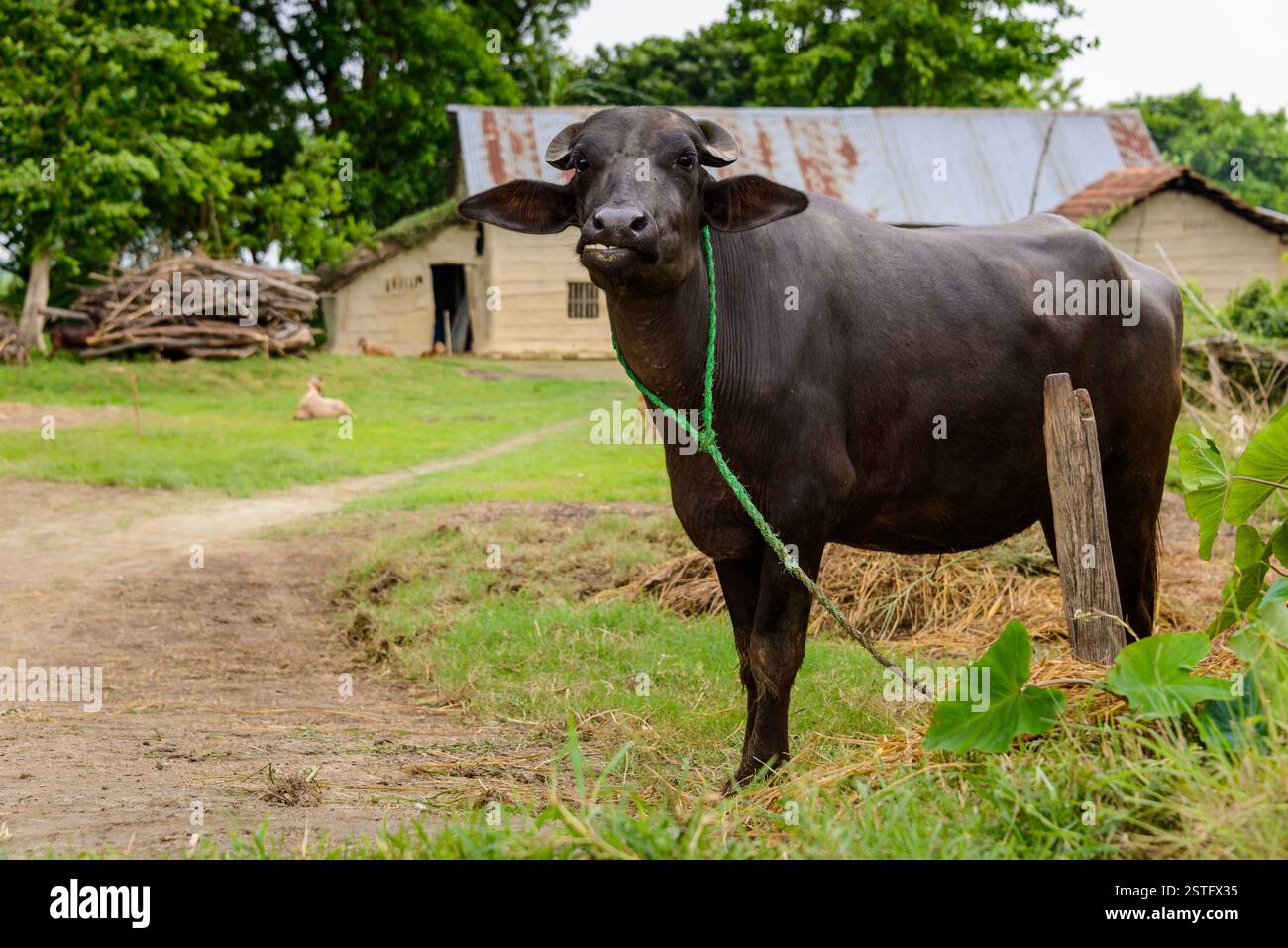 Buffalo in farm รื hi-res stock photography and images - Alamy