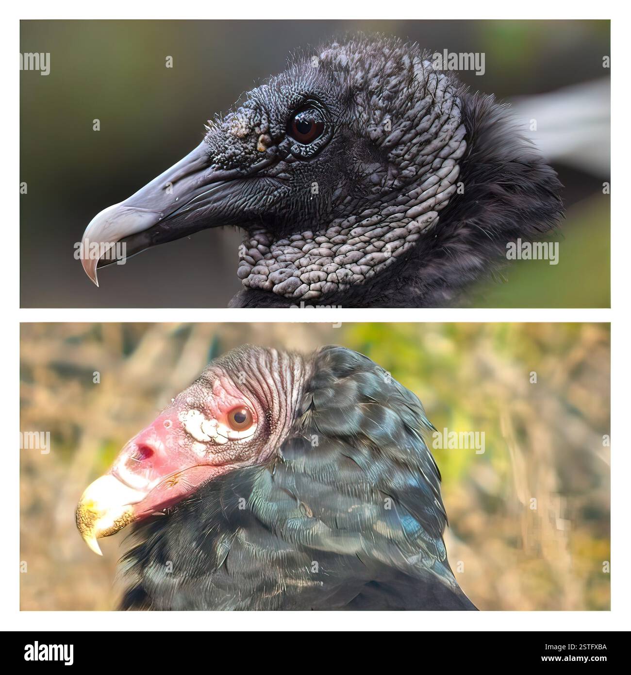 American Black vulture up top - Coragyps atratus - and Turkey Vulture ...