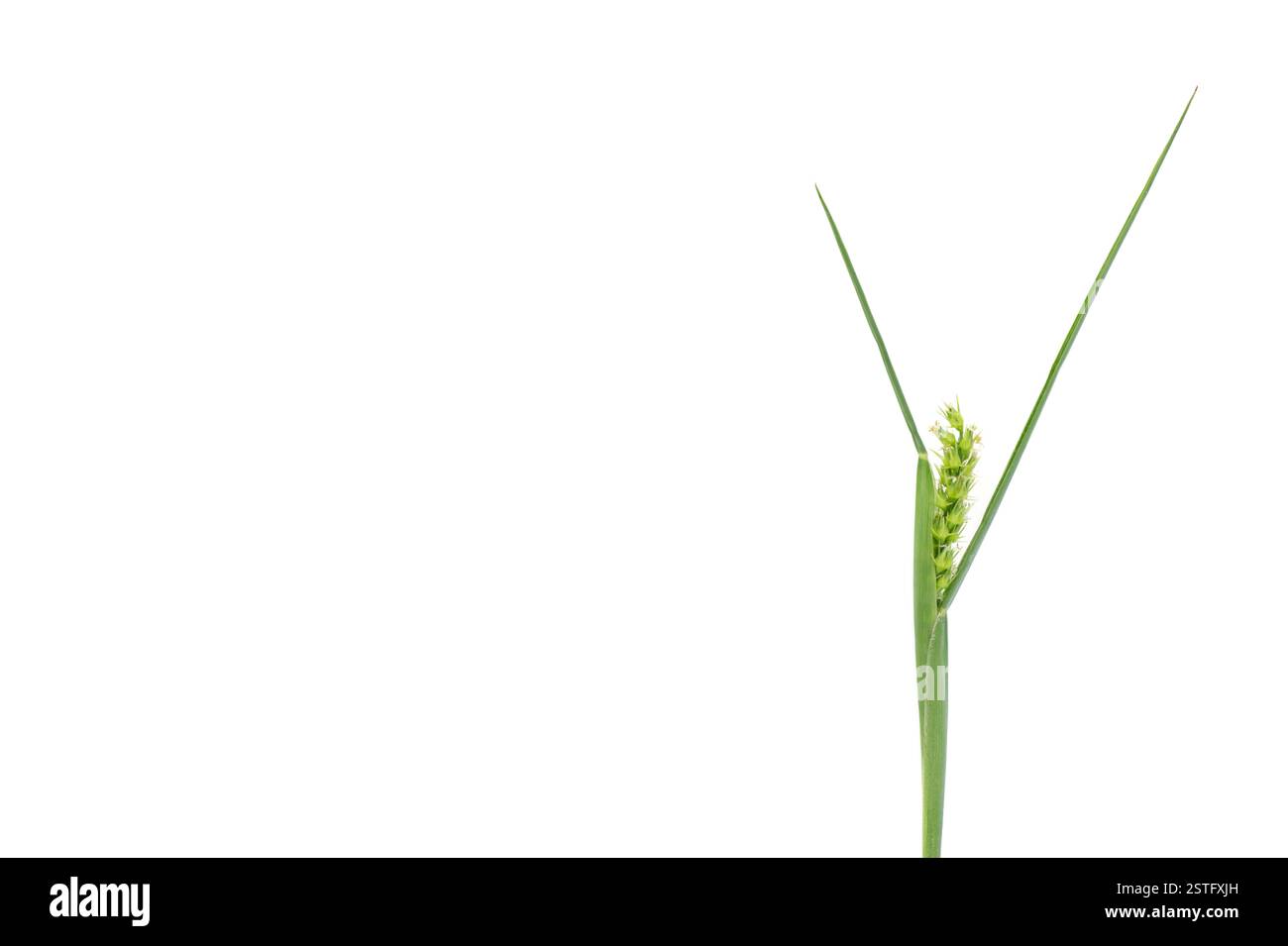 Sand grass detail Cut Out Stock Images & Pictures - Alamy