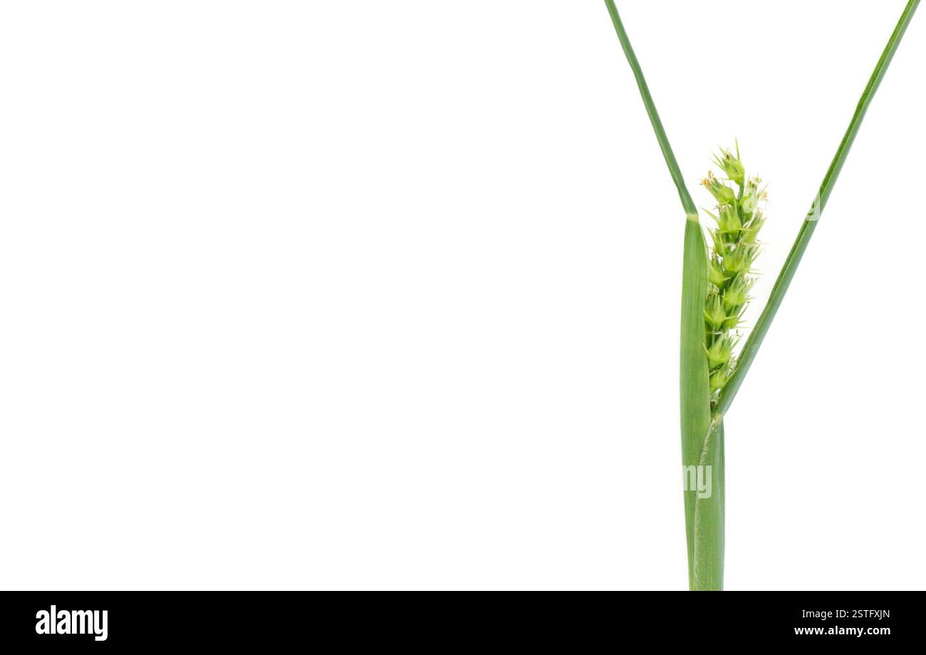 Sand dune detail Cut Out Stock Images & Pictures - Alamy