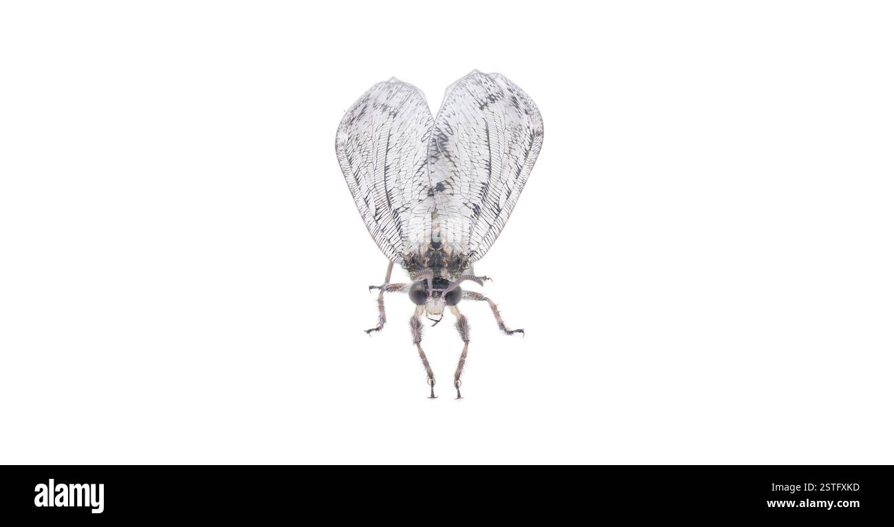 Large adult giant ant lion - Vella Americana. Lace like pattern on ...
