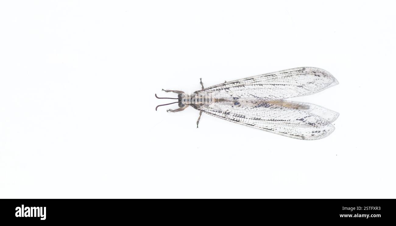 Giant Antlion Giant Antlions (Tribe Acanthaclisini) · INaturalist