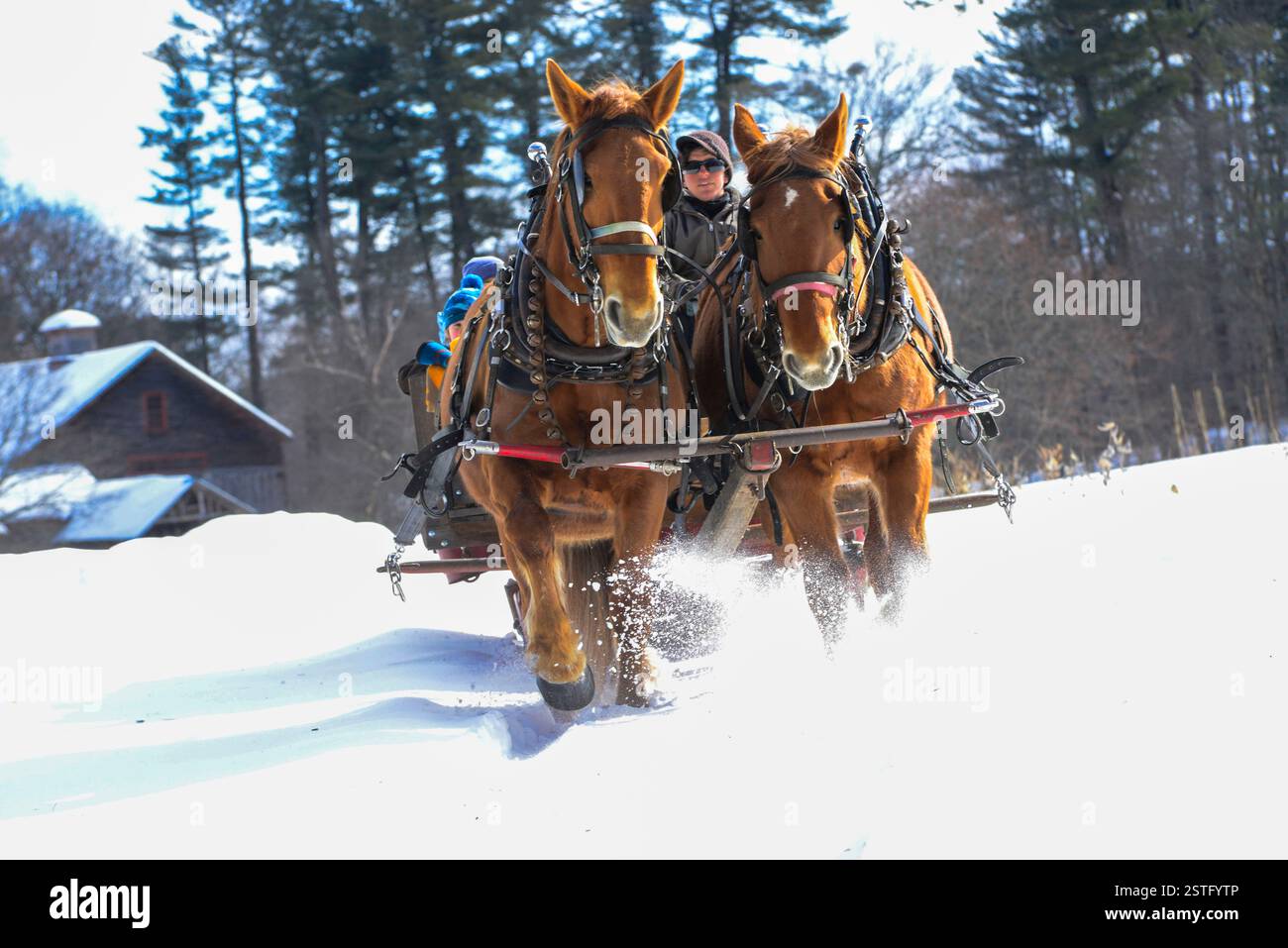 Clair Embry, a horse sled driver at Fairwinds Farm/Wild Carrot Farm in ...