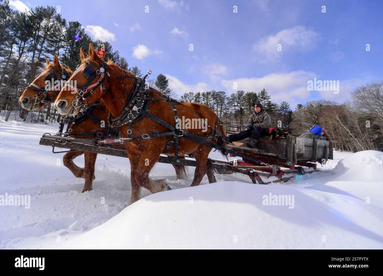 Clair Embry, a horse sled driver at Fairwinds Farm/Wild Carrot Farm in ...