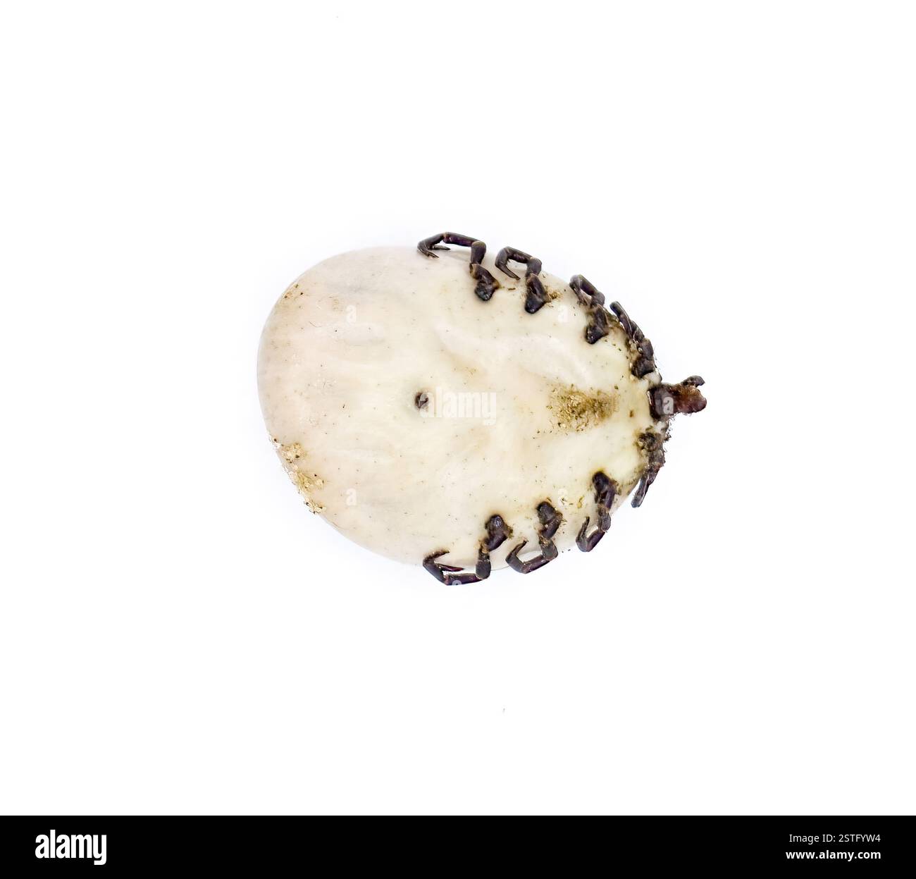 gopher tortoise tick adult - Amblyomma tuberculatum - bottom ventral ...