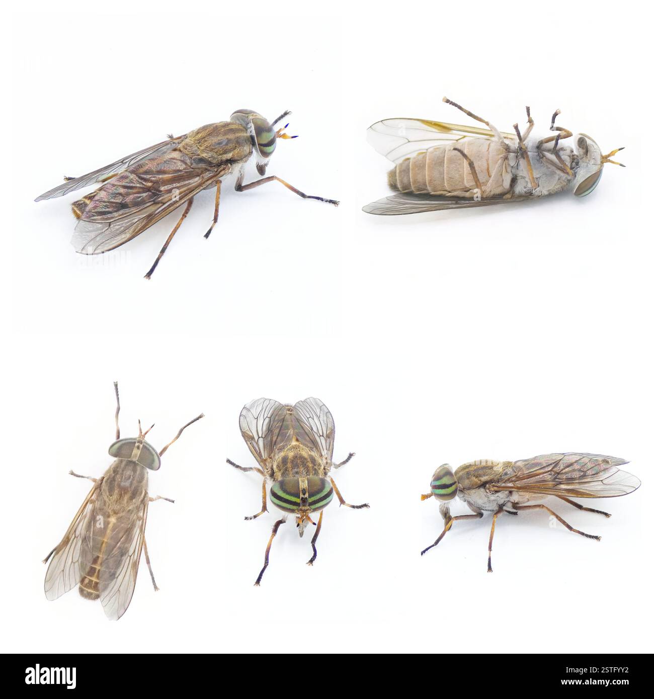 striped horse fly - Tabanus lineola - species of biting yellow horse ...