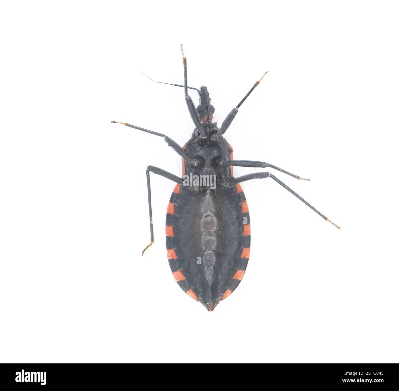 Eastern Bloodsucking Conenose Kissing bed Bug - Triatoma sanguisuga ...