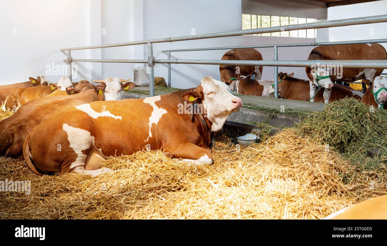 Red and White bull resting in a cattle shed Stock Photo - Alamy