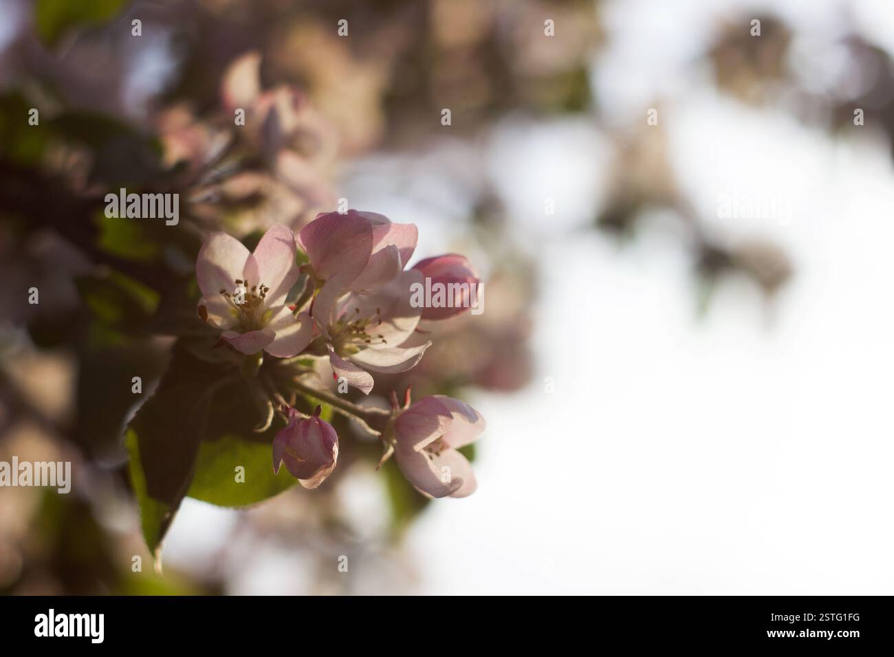 Apple blossom, the flowering of a fruit tree in spring. Blurred ...