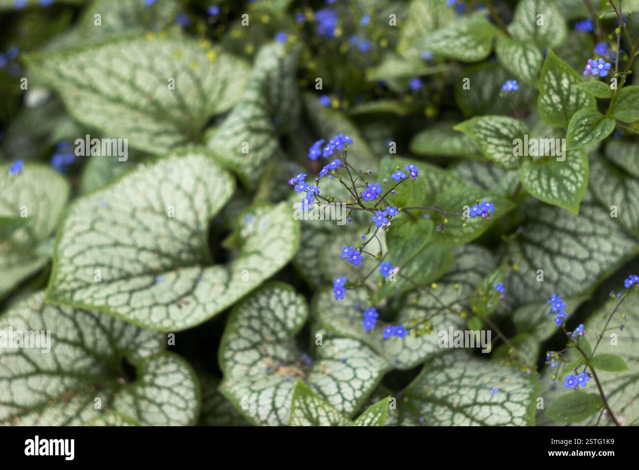 Largeleaf Brunnera macrophylla Jack Frost (siberian bugloss, great ...