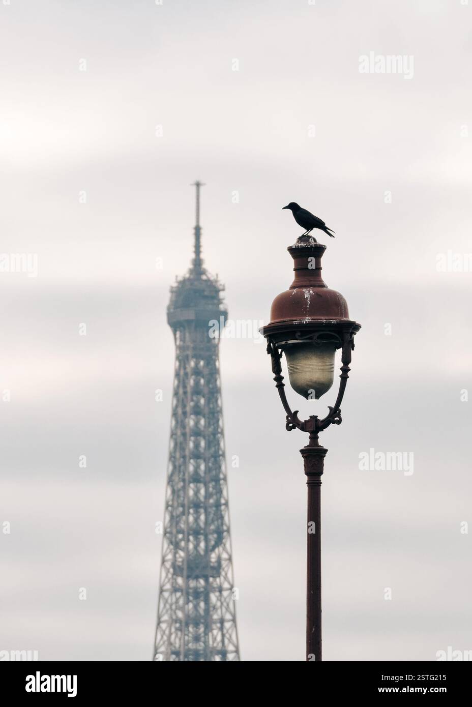 Raven on street light hi-res stock photography and images - Alamy