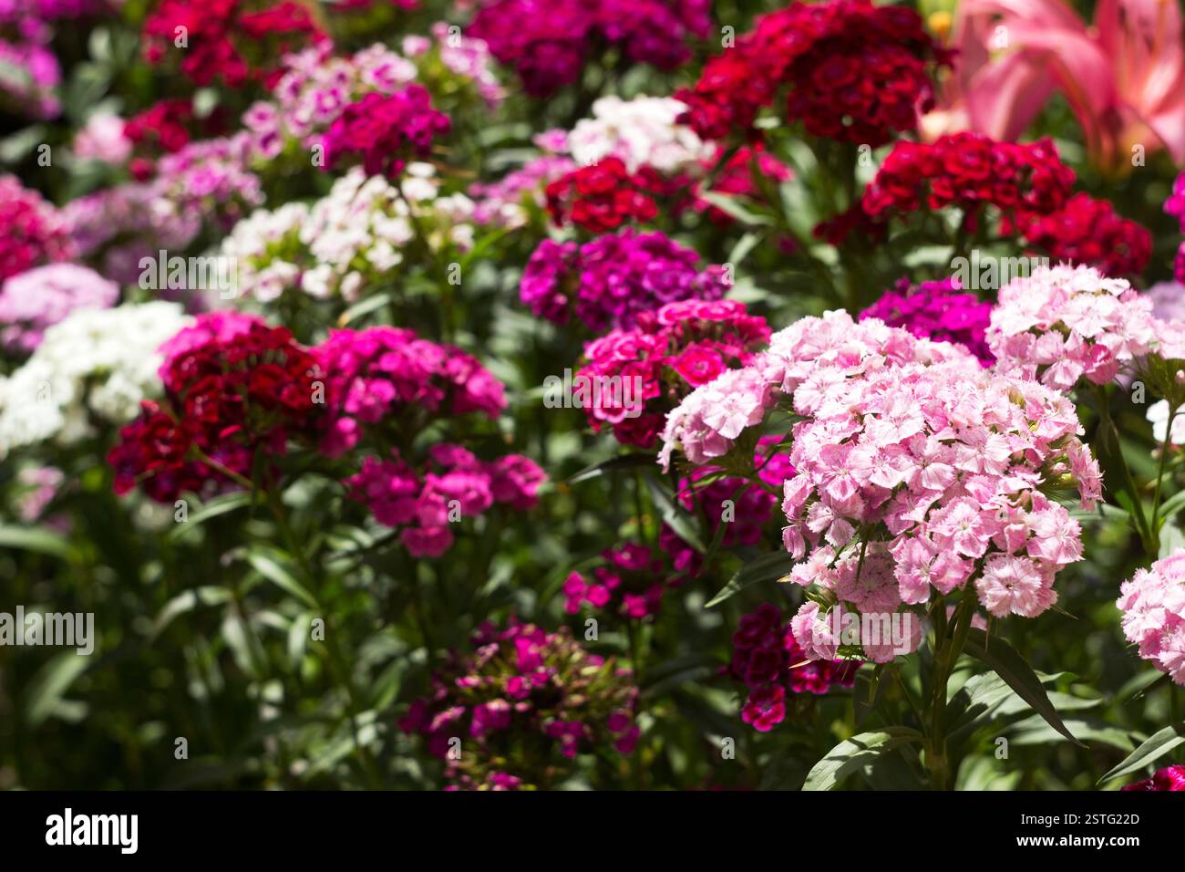Bright Dianthus barbatus bloom in the flower bed in the garden in ...