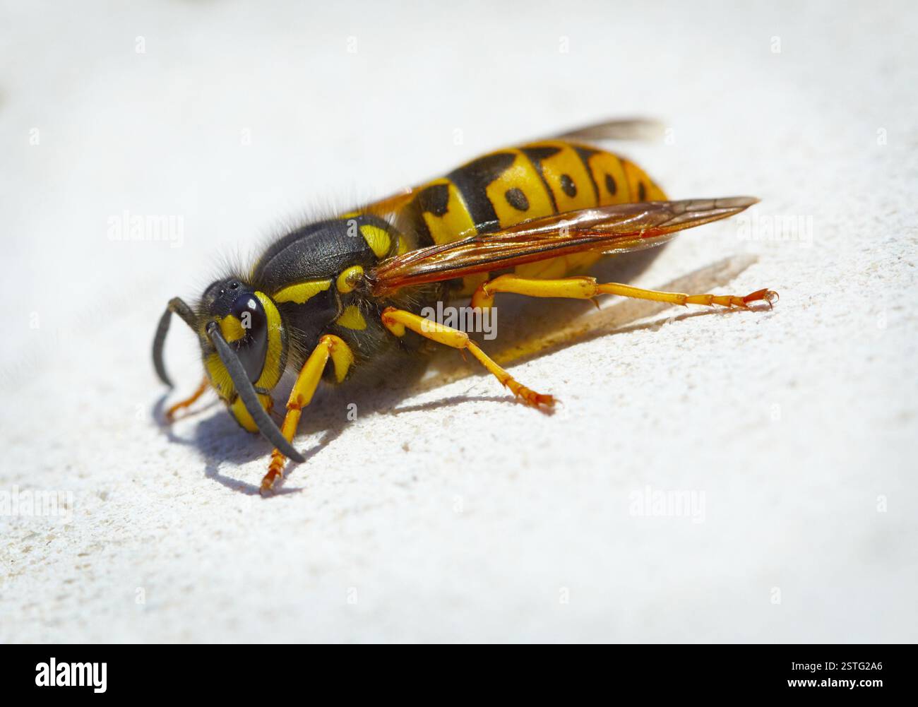 Yellow and black abdomen hi-res stock photography and images - Alamy