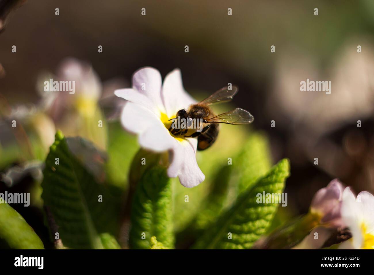 Bee pollinating the early spring flowers - primrose. Primula vulgaris ...