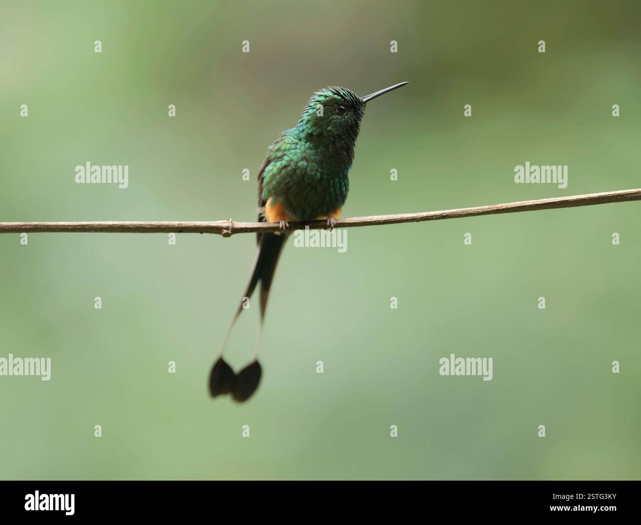 Peruvian Racket Tail Stock Photo - Alamy