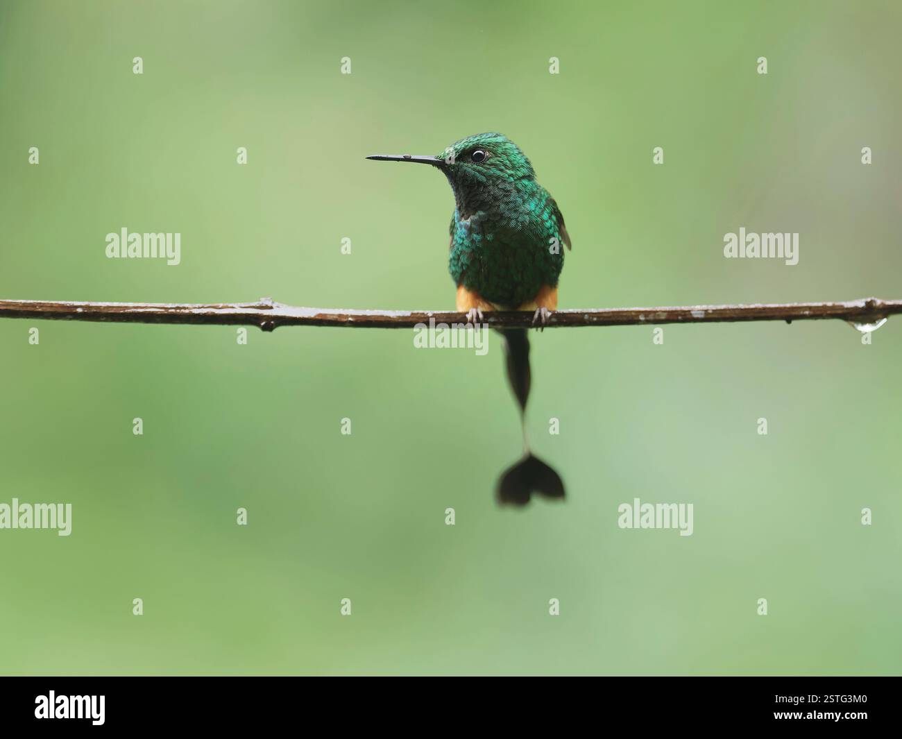 Peruvian Racket Tail Stock Photo - Alamy