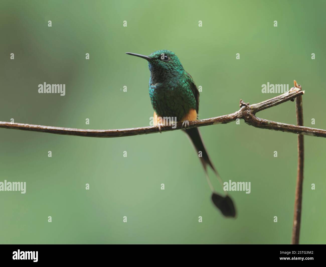 Peruvian Racket Tail Stock Photo - Alamy