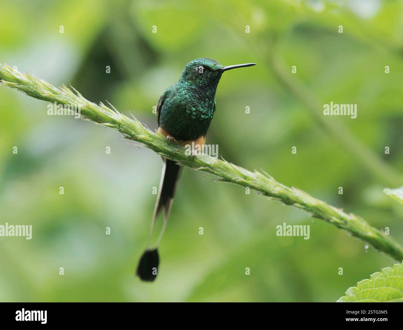 Peruvian Racket Tail Stock Photo - Alamy
