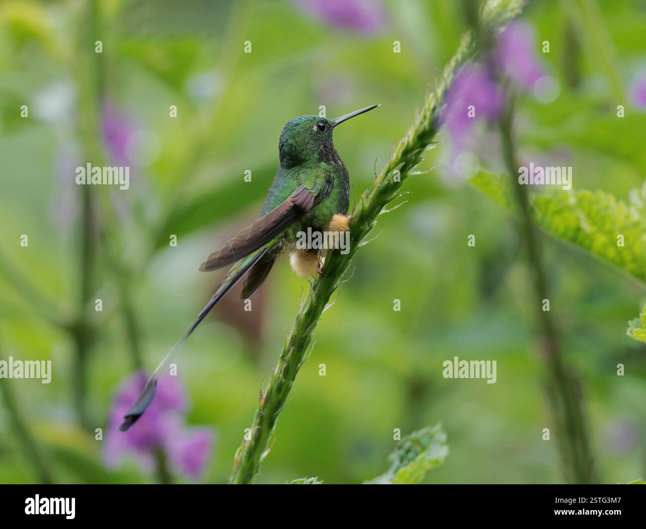 Peruvian Racket Tail Stock Photo - Alamy