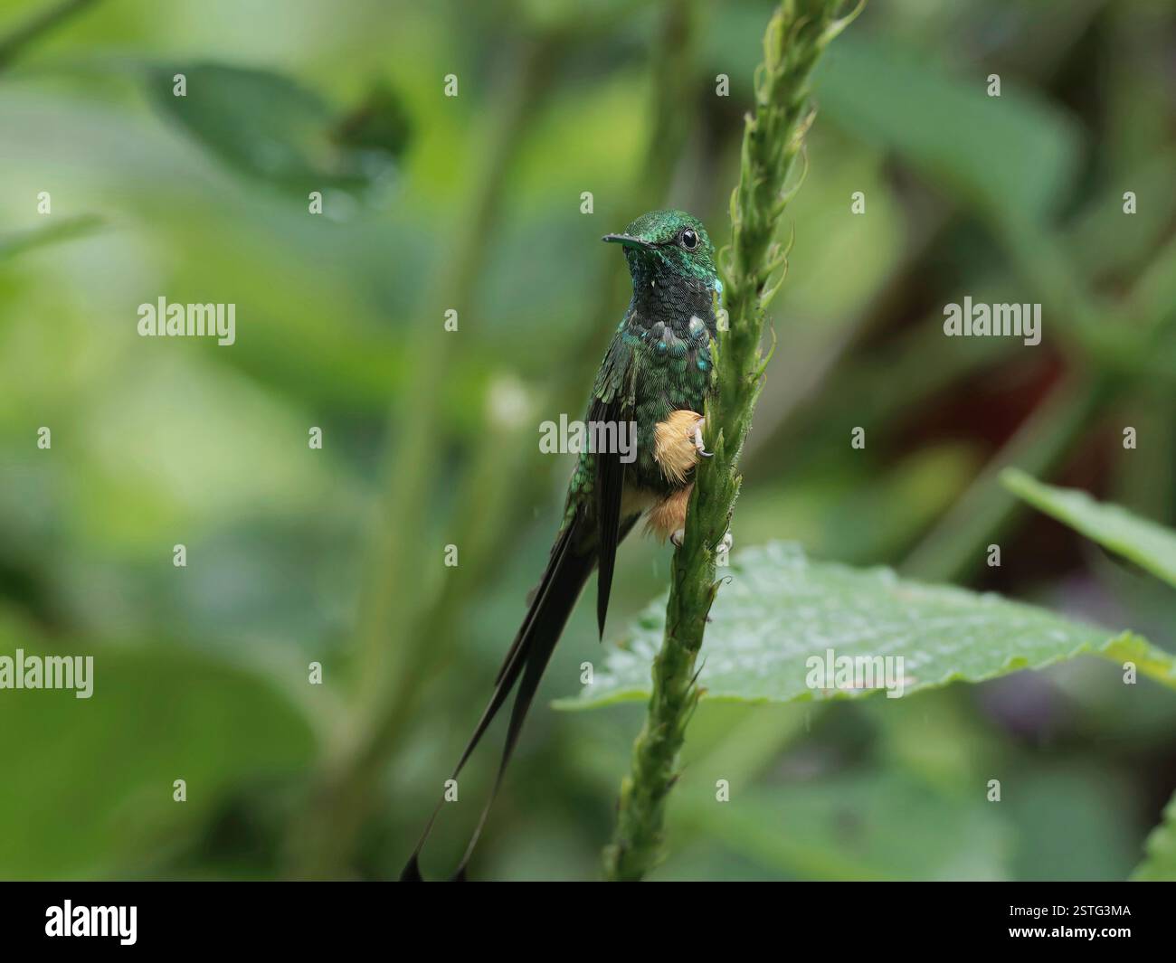 Peruvian Racket Tail Stock Photo - Alamy