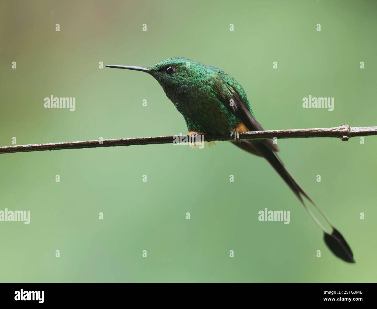 Peruvian Racket Tail Stock Photo - Alamy