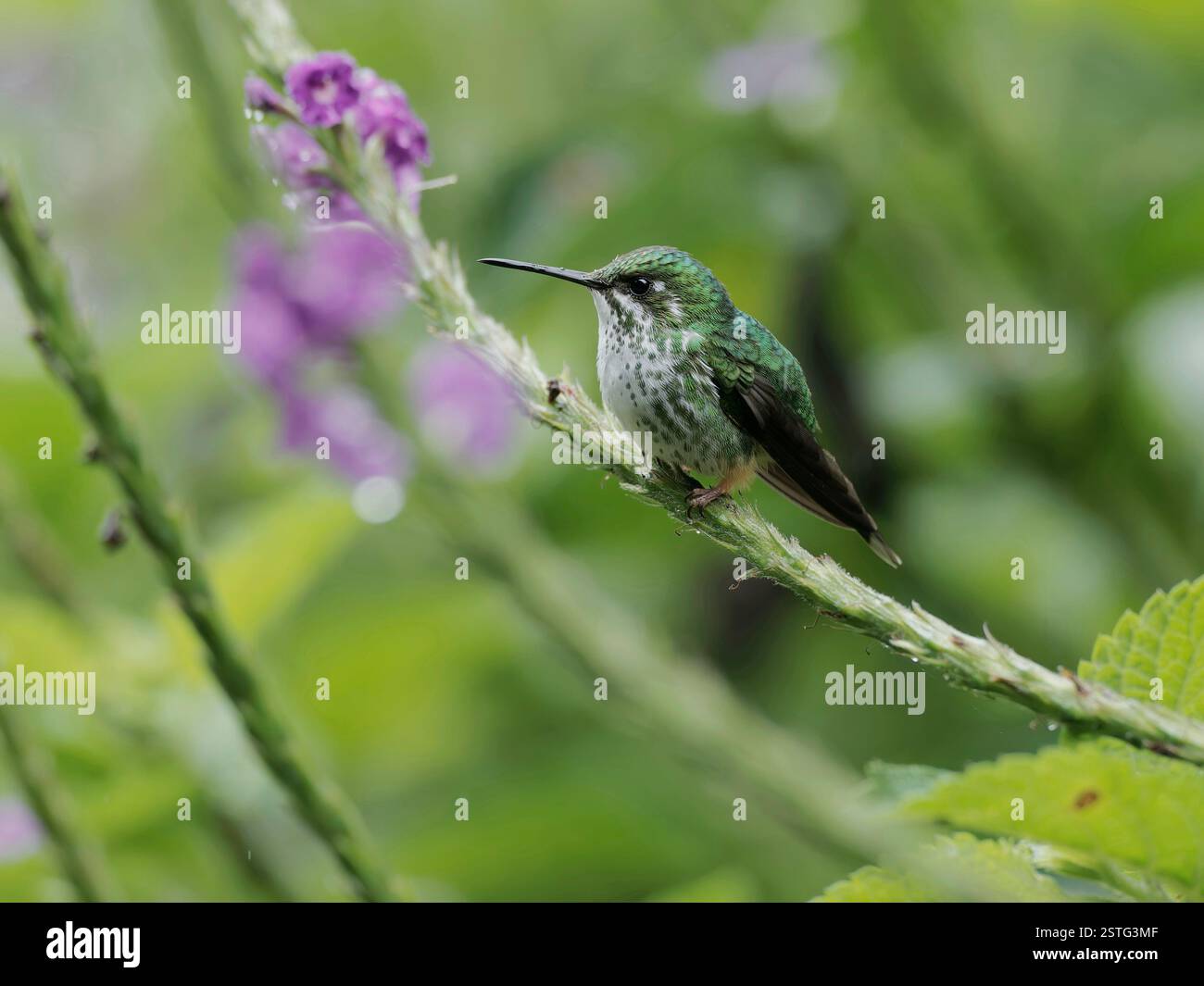 Peruvian Racket Tail Stock Photo - Alamy