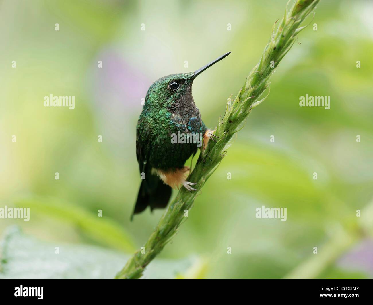 Peruvian Racket Tail Stock Photo - Alamy
