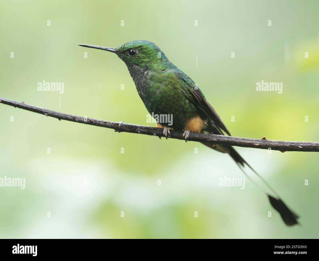 Peruvian Racket Tail Stock Photo - Alamy