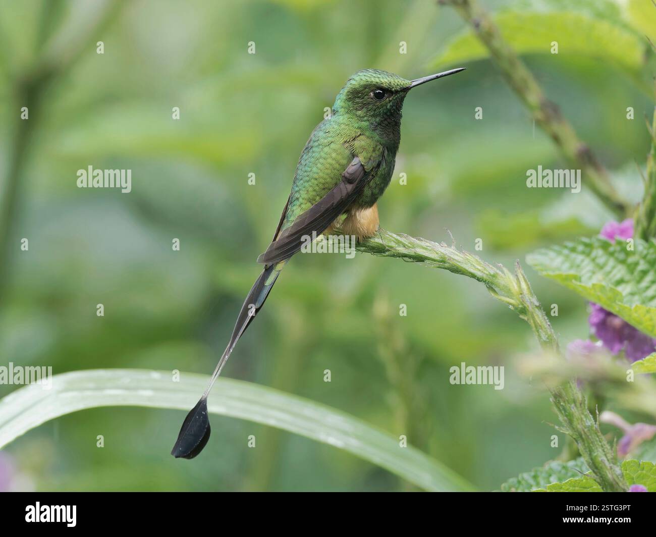 Peruvian Racket Tail Stock Photo - Alamy