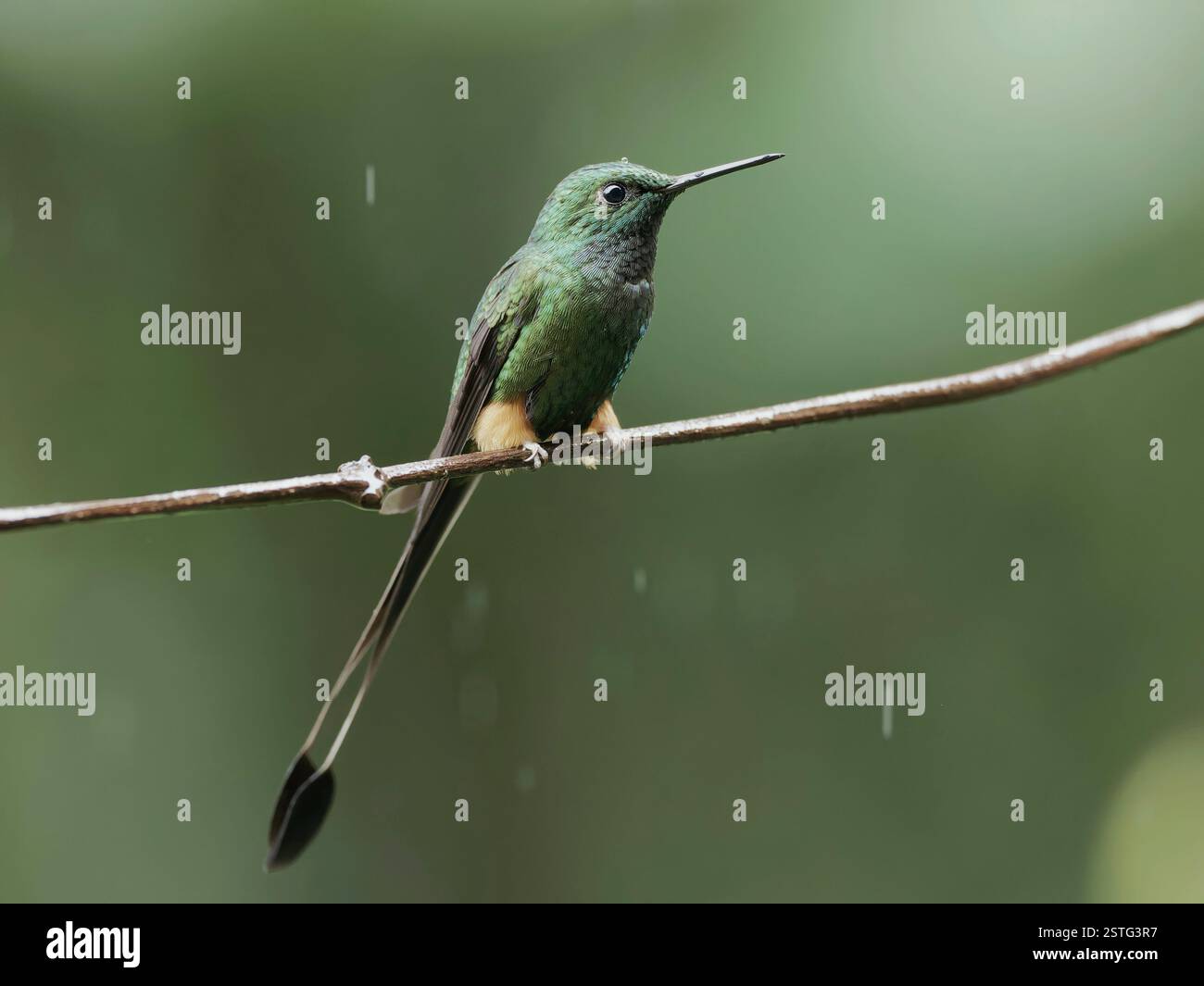 Peruvian Racket Tail Stock Photo - Alamy