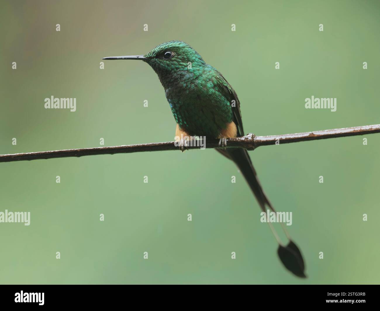 Peruvian Racket Tail Stock Photo - Alamy