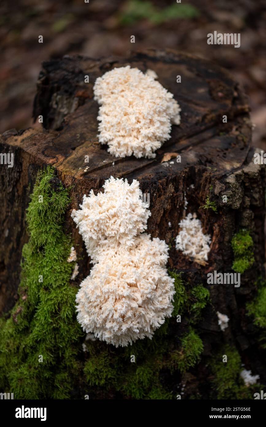 Hericium coralloides is a saprotrophic fungus, commonly known as coral ...