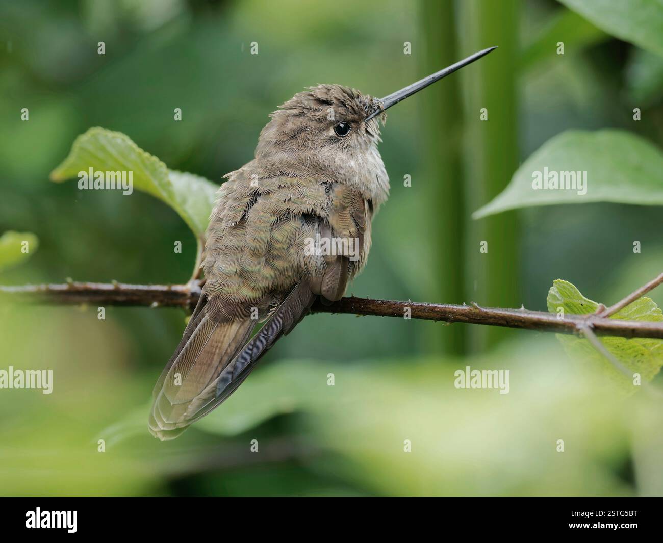 Brown inca hi-res stock photography and images - Alamy
