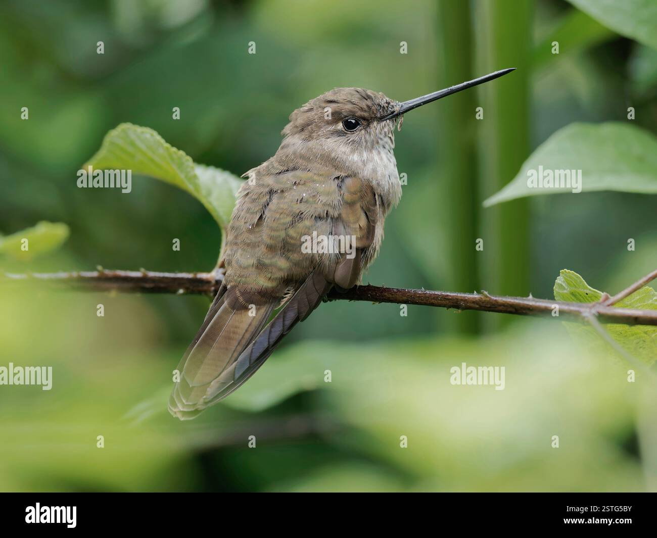 Brown inca hi-res stock photography and images - Alamy