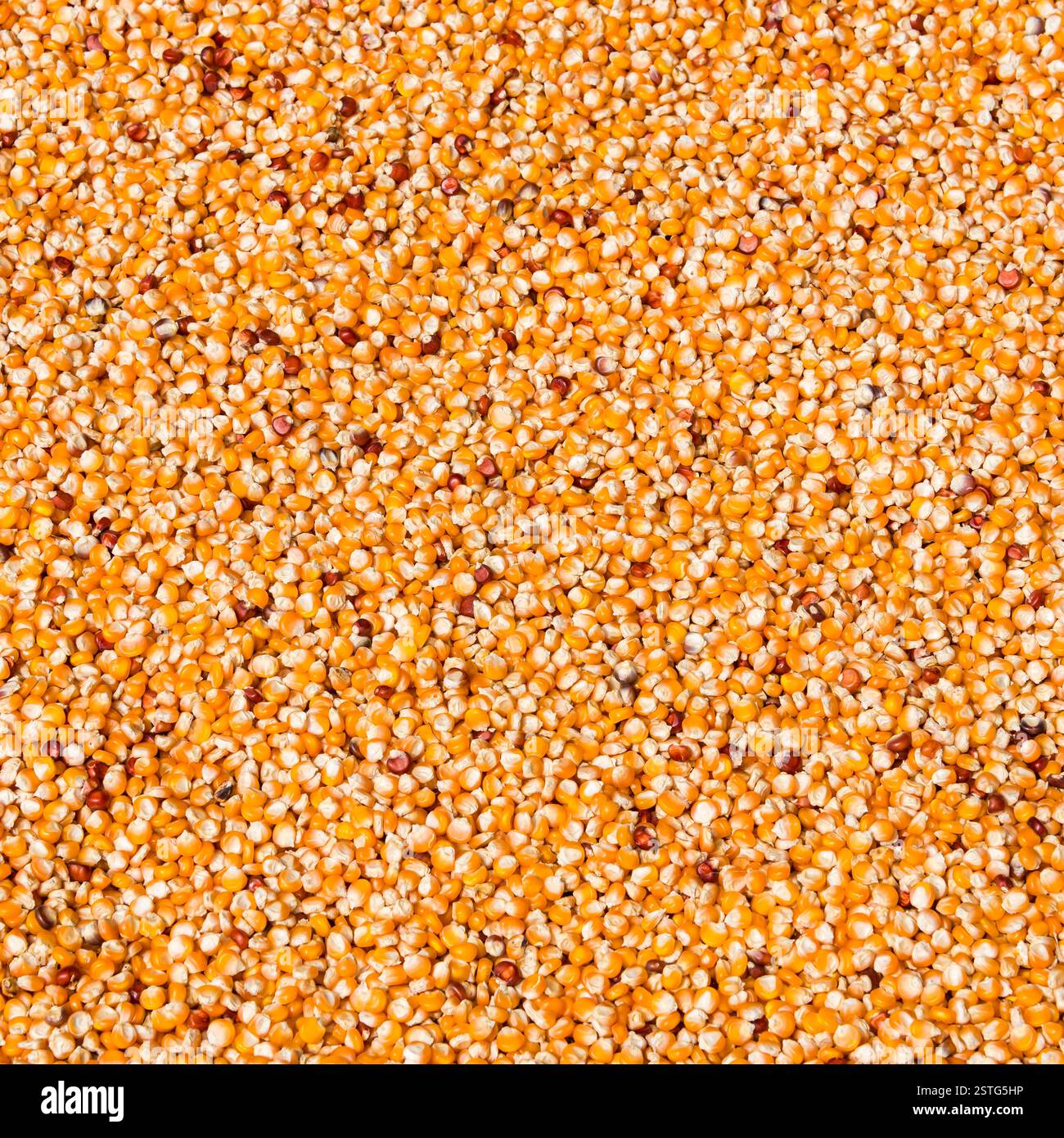 Corn grains drying Stock Photo - Alamy