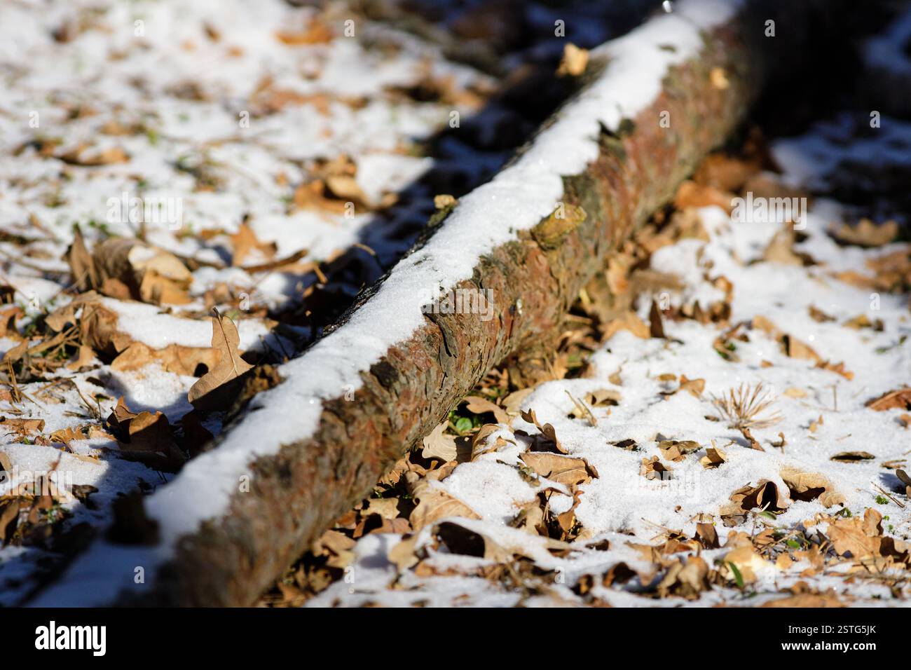 Fallen tree trunk covered with snow Stock Photo - Alamy