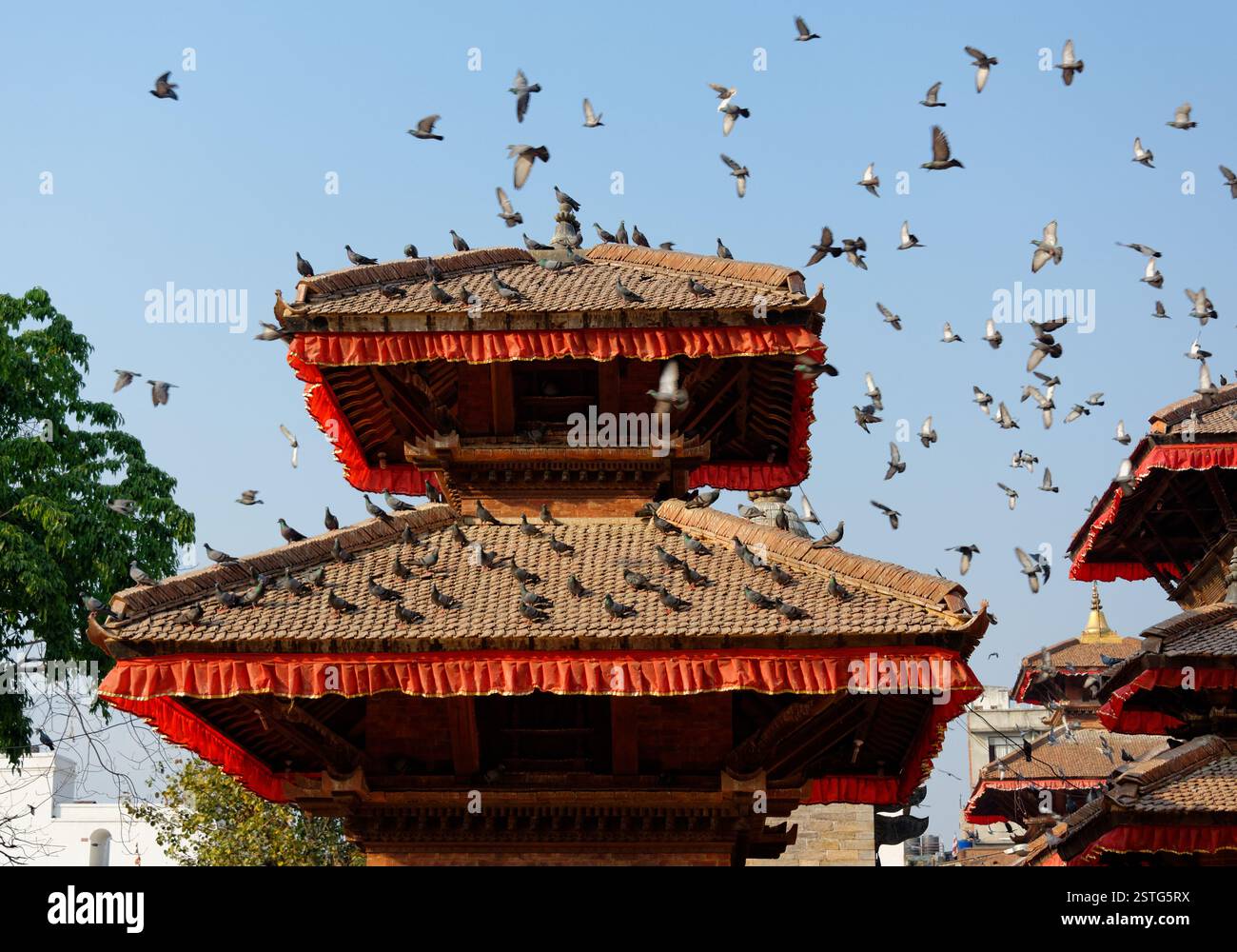 Pigeon flying in kathmandu temple hi-res stock photography and images ...
