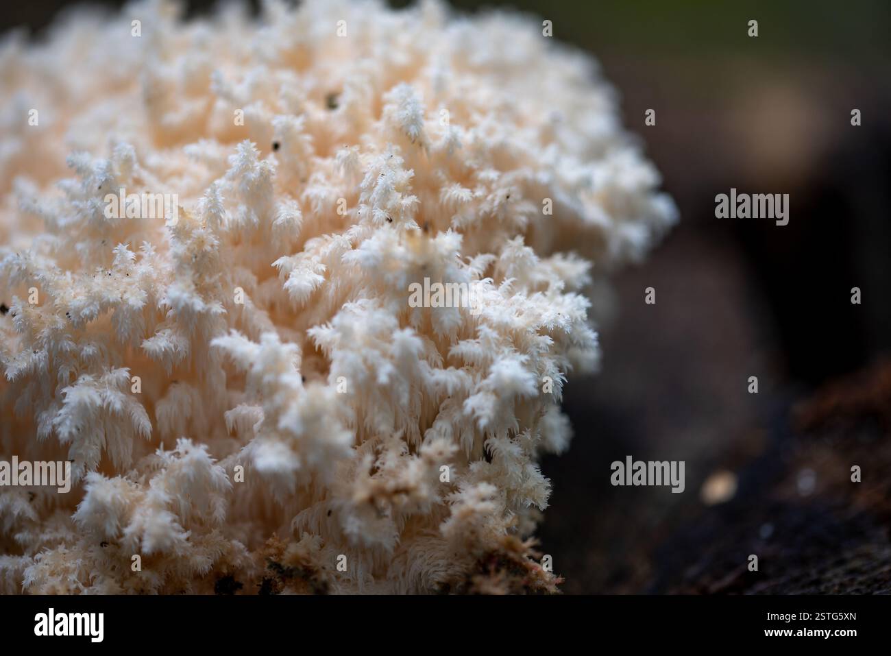 Hericium coralloides is a saprotrophic fungus, commonly known as coral ...
