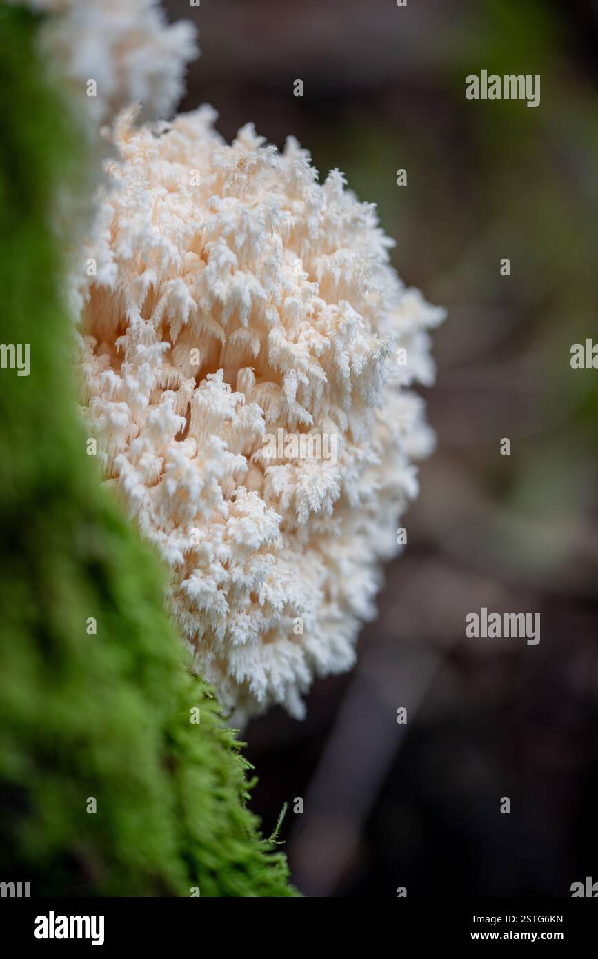Hericium coralloides is a saprotrophic fungus, commonly known as coral ...