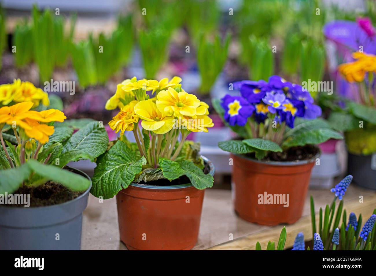 yellow and blue primrose in pots. Growing and caring for flowers Stock ...