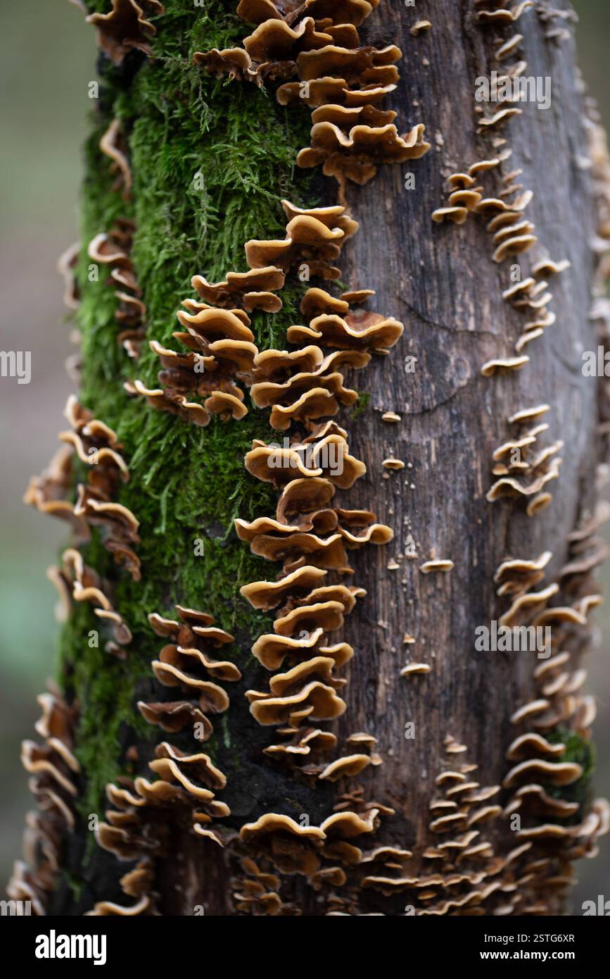 Stereum hirsutum, commonly known as the false turkey tail, hairy ...