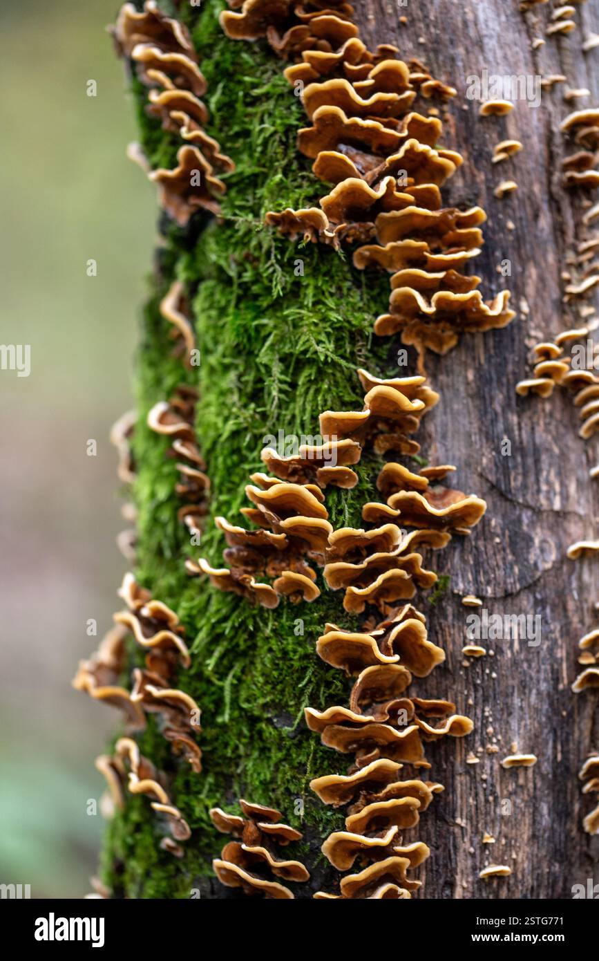 Stereum hirsutum, commonly known as the false turkey tail, hairy ...