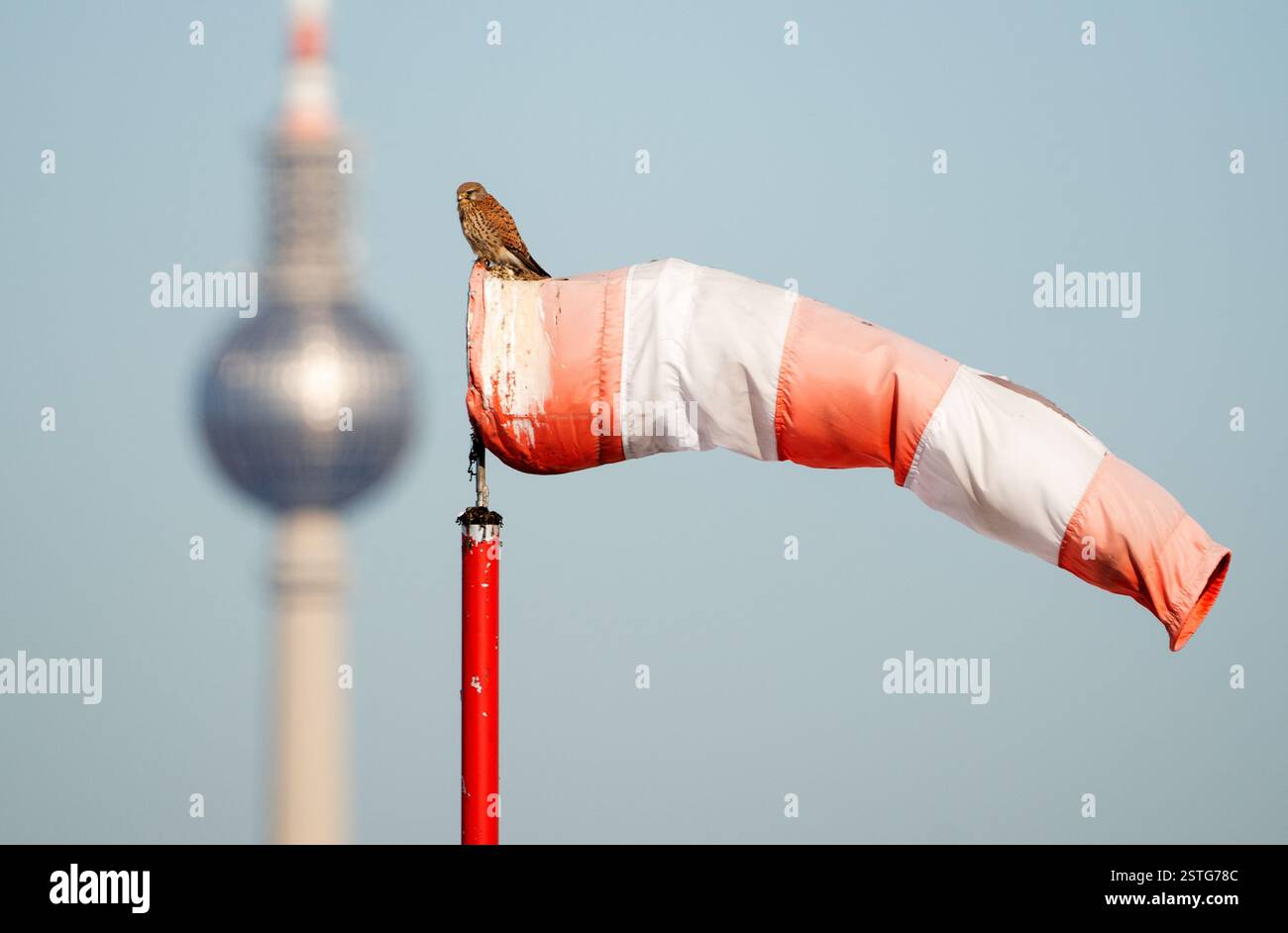 Berlin, Germany. 18th Feb, 2025. A female kestrel (Falco tinnunculus ...