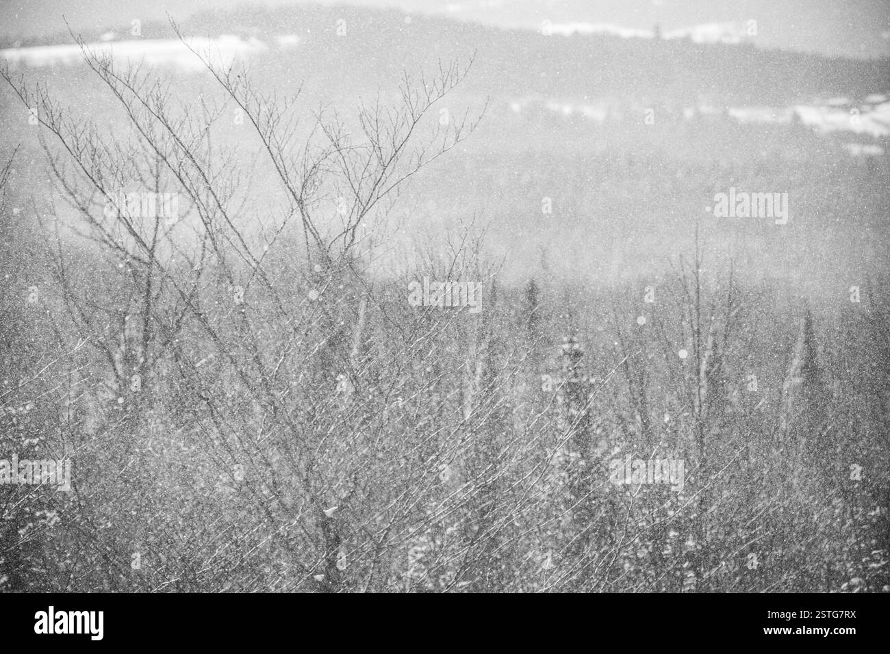 Snow snowy cold winter Black and White Stock Photos & Images - Alamy
