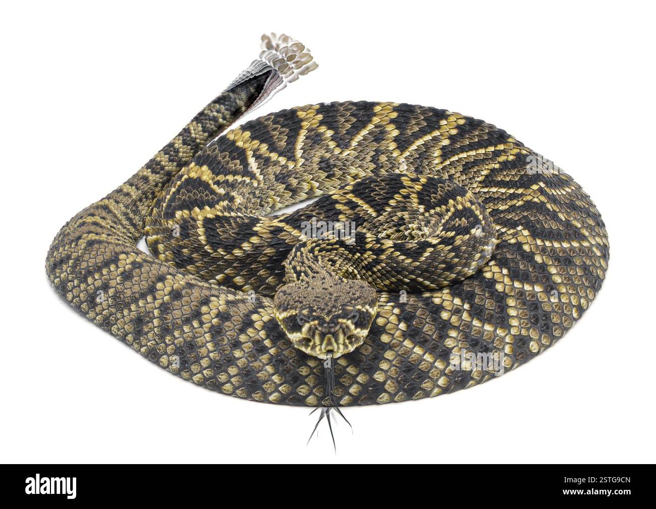 Eastern Diamondback Rattlesnake Baby Eastern Diamondback Rattlesnake: