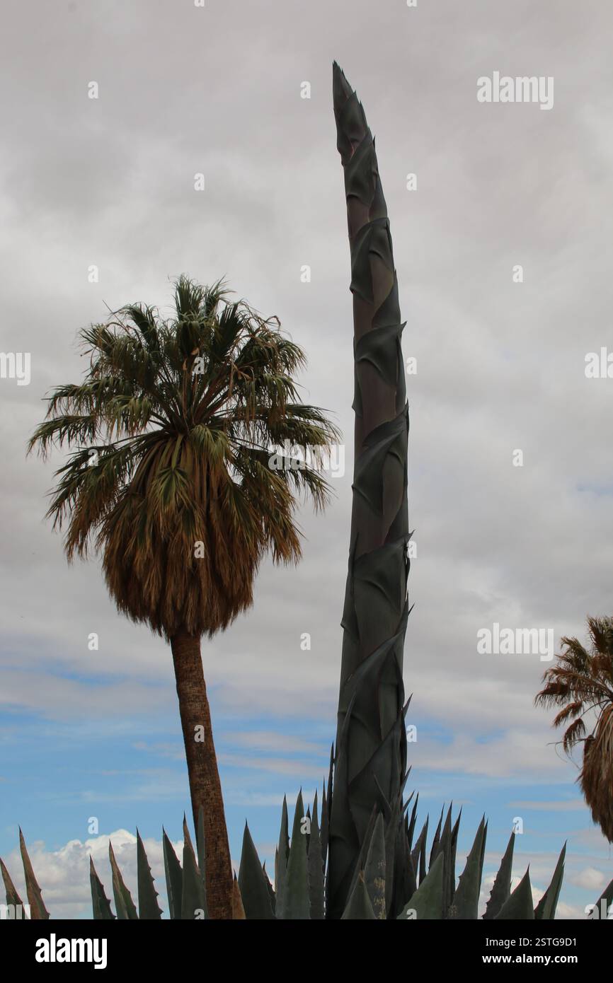 A tall Century plant stalk without any blooms near a palm tree Stock ...