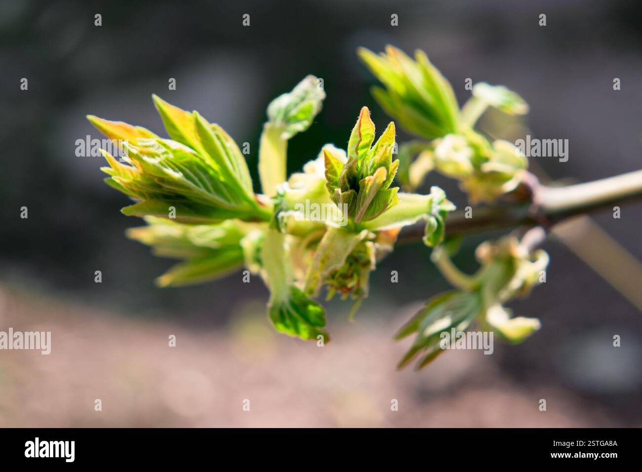 Opening tree leaves on the end of young branch Stock Photo - Alamy