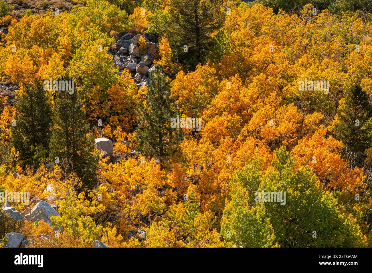 The leaves of the trees on the mountainside are changing to golden ...