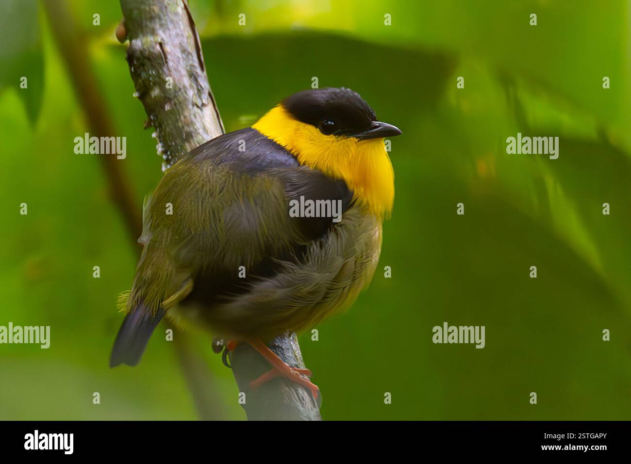 Vitellinus hi-res stock photography and images - Alamy